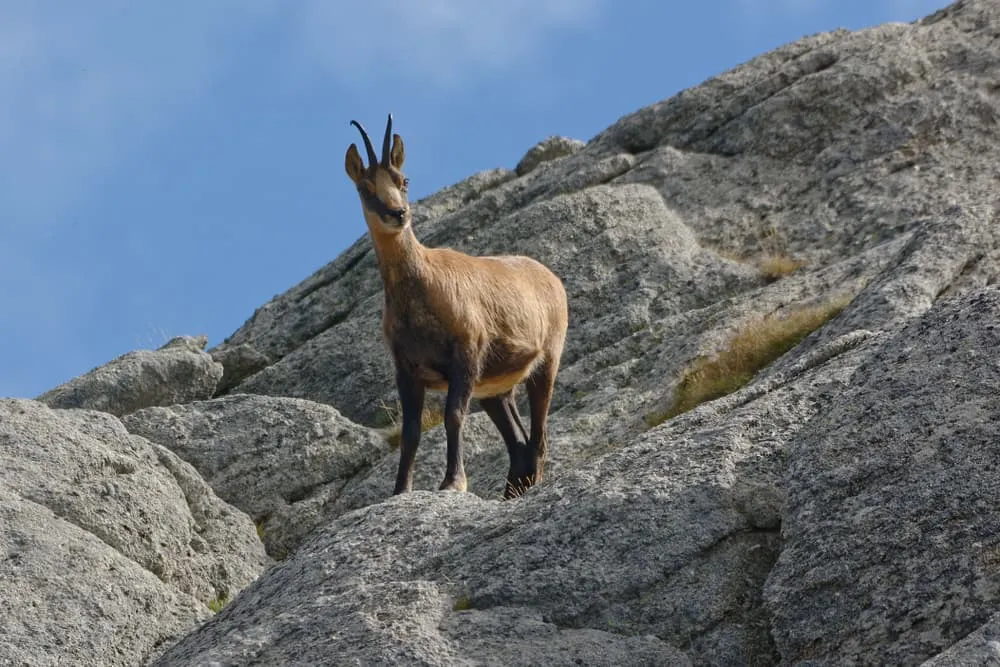 The Pyrenees History Formation Wild Nature